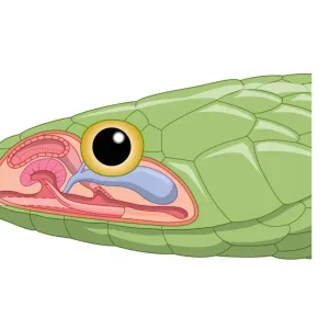 Cross section illustration of Snakes mouth showing