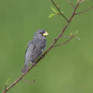 Mammals (Animals) Collection Our beautiful pictures are available as ...