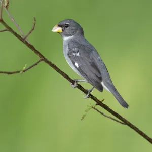 Abrocomidae (Mammals, Animals) Gallery available as Framed Prints ...