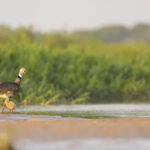 Screamers (Waterfowl, Birds, Animals) Gallery available as Framed ...