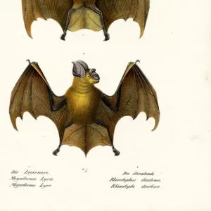 Hipposideridae (Mammals, Animals) Collection available as Framed Prints ...