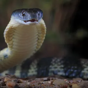 Tiger Snake (Snakes, Reptiles, Animals) Collection