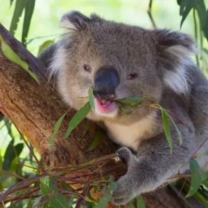 Tarsiidae (Mammals, Animals) Gallery available as Framed Prints, Photos ...