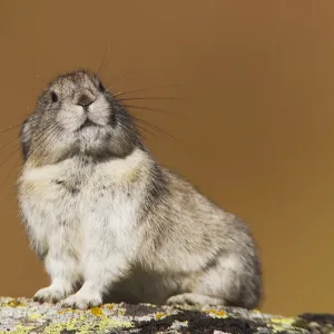 Ochotonidae (Mammals, Animals) Collection For sale as Framed Prints ...