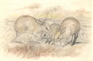 Pig-footed Bandicoot (Chaeropodidae)