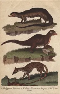 Egyptian Weasel (Mustelidae, Mammals, Animals) Collection