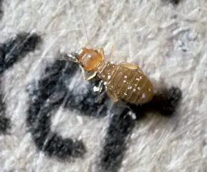 Booklouse Art Prints, Posters & Puzzles