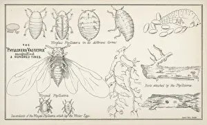 Grape Phylloxera (Hemiptera, Insects, Animals) Collection