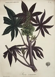 Pontic Rhododendron Prints