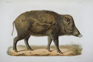 Sus moupinensis (Suidae, Mammals, Animals) Collection