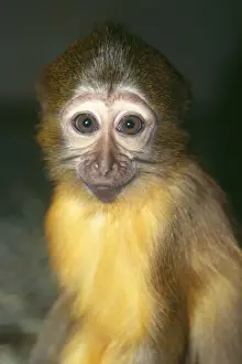 Agile Mangabey (Cercopithecidae, Mammals)