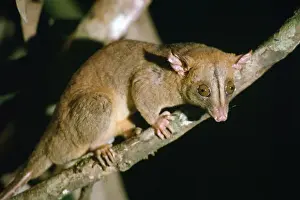 Bare-tailed Woolly Opossum (Didelphidae)