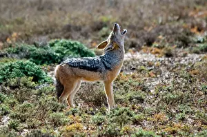 Black-backed Jackal Art Prints, Posters & Puzzles