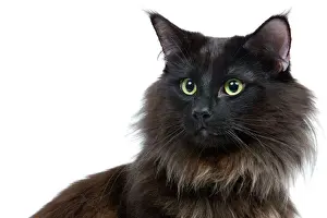 Norwegian Forest Cat (Cats Domestic, Mammals)