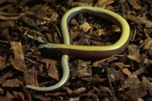 Snake Lizards Art Prints, Posters & Puzzles