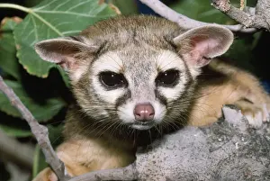 Cacomistle (Procyonidae, Mammals, Animals) Gallery