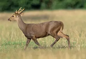 Calamian Deer Art Prints, Posters & Puzzles