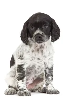 Epagneul Breton Prints