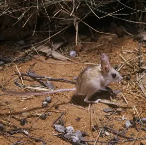 Dusky Hopping-mouse (Muridae, Mammals, Animals) Collection