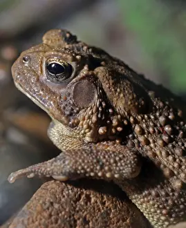Dwarf American Toad (Nearctic Toads, Toads, Amphibians)