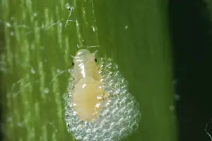 Cuckoo Spit Insect Art Prints, Posters & Puzzles