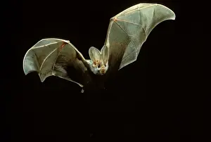 Ghost Bat (Megadermatidae, Mammals, Animals) Collection