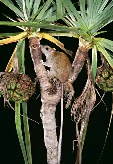 Golden-backed Tree-rat (Muridae)