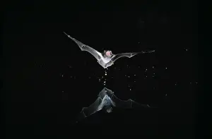 Goulds Wattled Bat (Vespertilionidae, Mammals)