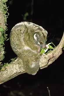 Green Ringtail Possum (Pseudocheiridae, Mammals)