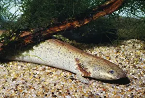 Lesser Siren (Sirens, Salamanders)
