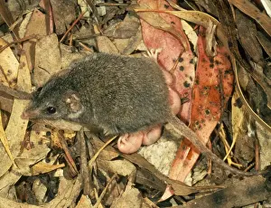 Brown Antechinus (Dasyuridae, Mammals, Animals) Collection