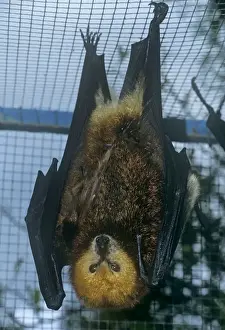 Greater Mascarene Flying Fox (Pteropodidae, Mammals)