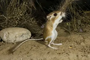 Texas Kangaroo Rat (Heteromyidae, Mammals)