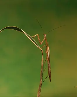 Australian Mantid (Mantodea, Insects, Animals) Collection