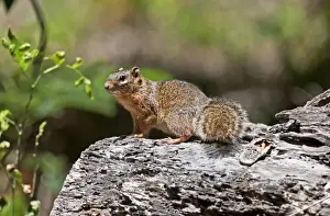 Ring-tailed Ground Squirrel (Sciuridae)