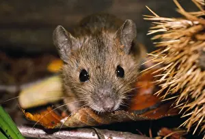 Small Japanese Field Mouse (Muridae, Mammals)