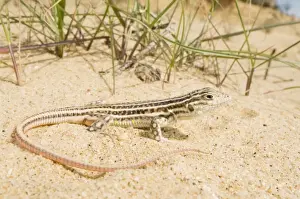Spiny Footed Lizard Art Prints, Posters & Puzzles
