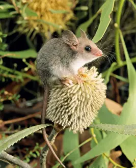 Western Pygmy Possum (Burramyidae, Mammals)