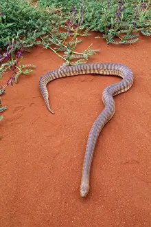 Western Woma Python (Woma Python)