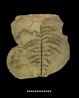 Media Storehouse: Archaeopteridaceae