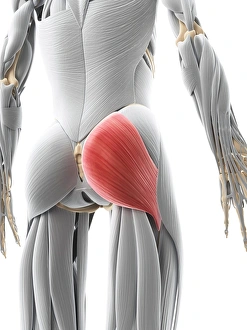 Buttock Muscle Prints