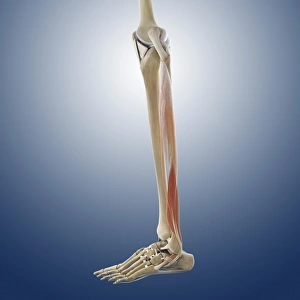 Peroneus Longus Muscle Collection of Photo Prints and Gifts
