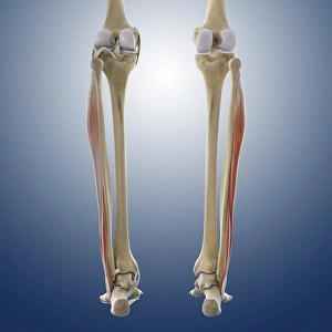 Peroneus Longus Muscle Prints