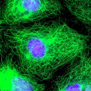 Media Storehouse: Cell Division