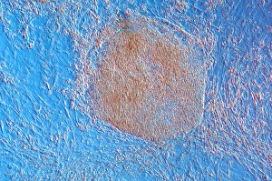 Embryoid Bodies Collection of Photo Prints and Gifts