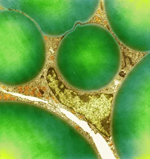 Media Storehouse: Fat Cells Art Prints Collection