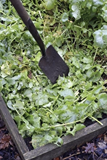 Soil Fertility Art Prints, Posters & Puzzles