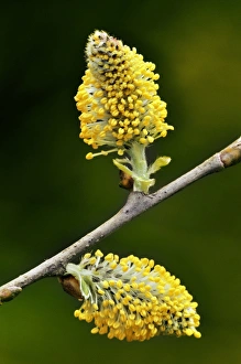 Salix Cinerea Collection of Photo Prints and Gifts