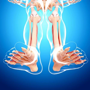 Tibialis Posterior Art Prints, Posters & Puzzles