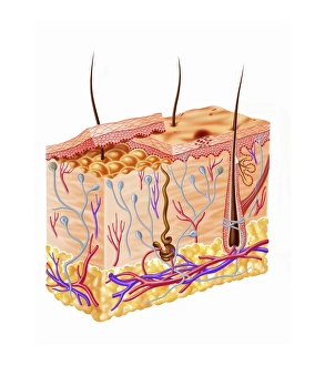 Erector Muscle Collection of Photo Prints and Gifts